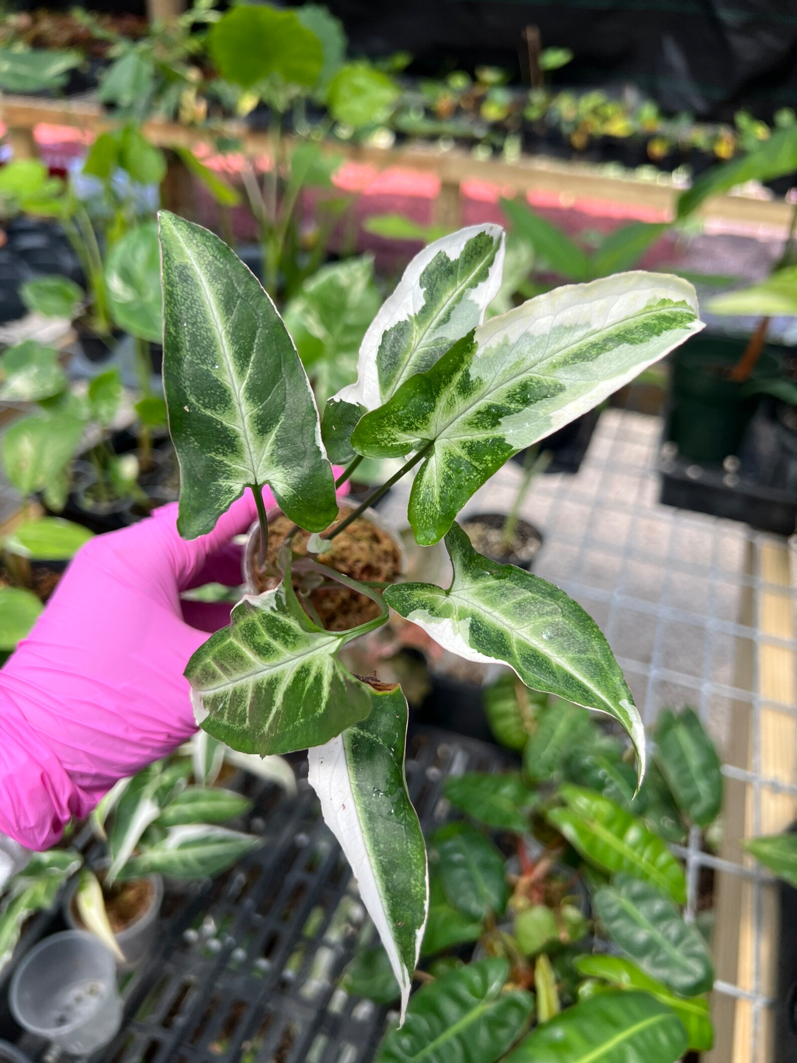 Syngonium T25 Free Shipping Christina08garden | Etsy