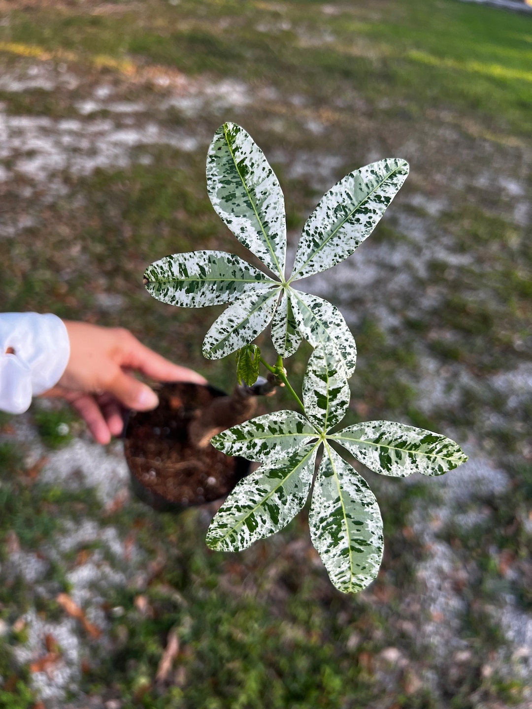 Variegated Money Tree A1 on Sale Christinas Garden - Etsy
