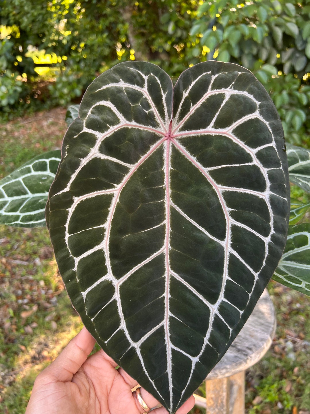 Large Anthurium Michelle Docblock Authenticity Tag U.S Seller ...