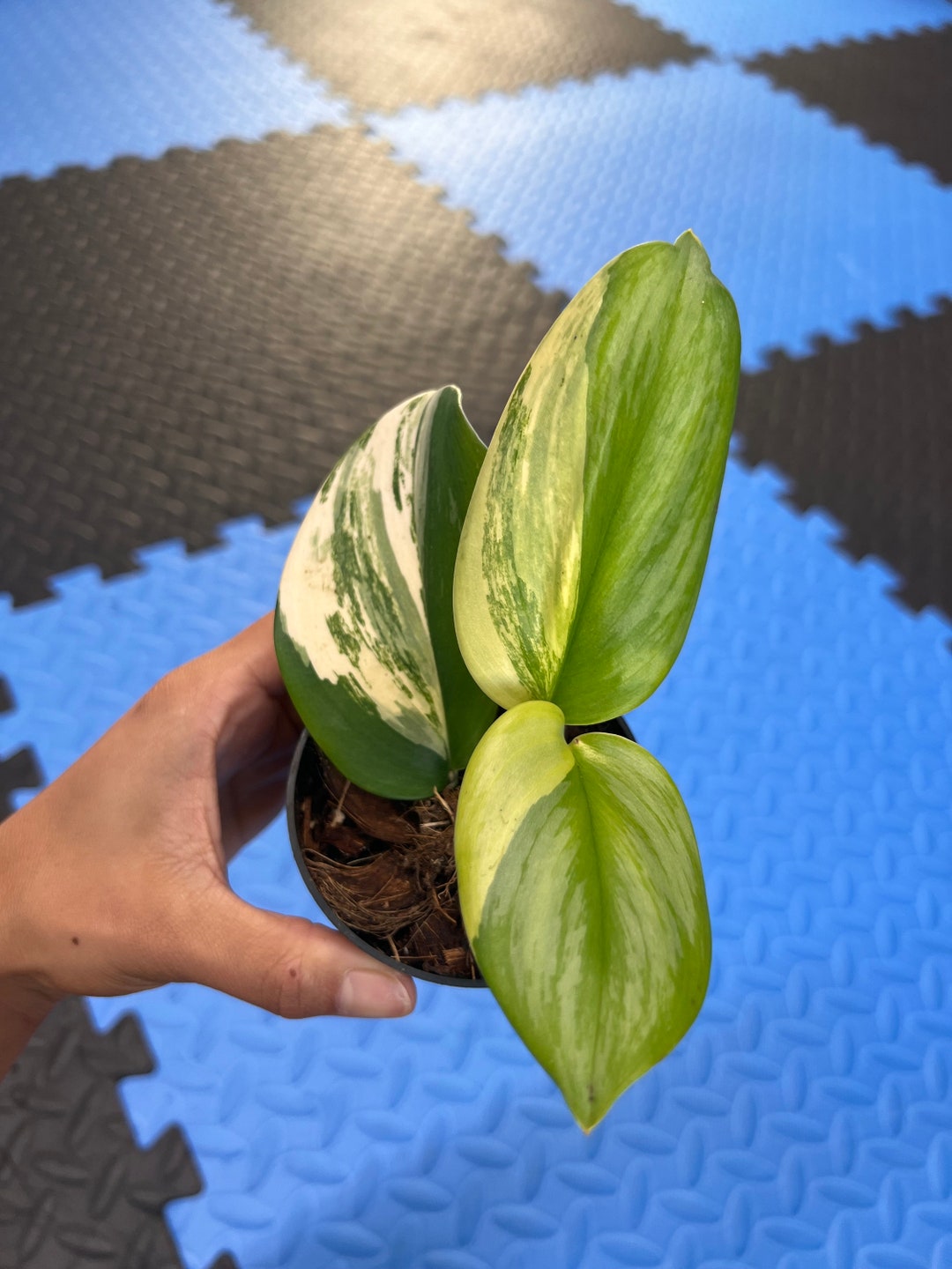 Scindapsus Rubicon Variegated Christina08garden / - Etsy