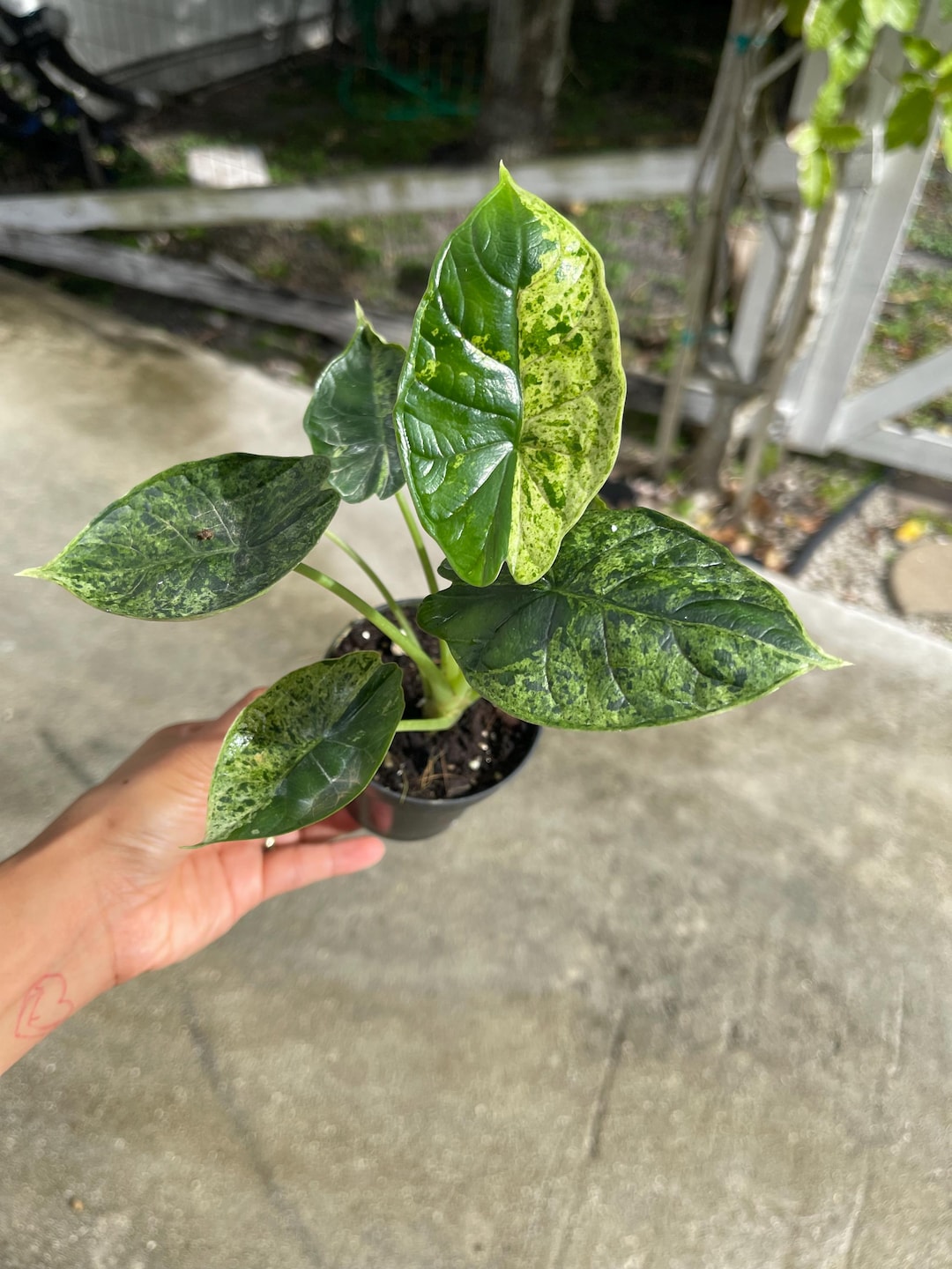Alocasia Baginda Dragon Scale Mint Variegated Christina08garden on Sale ...