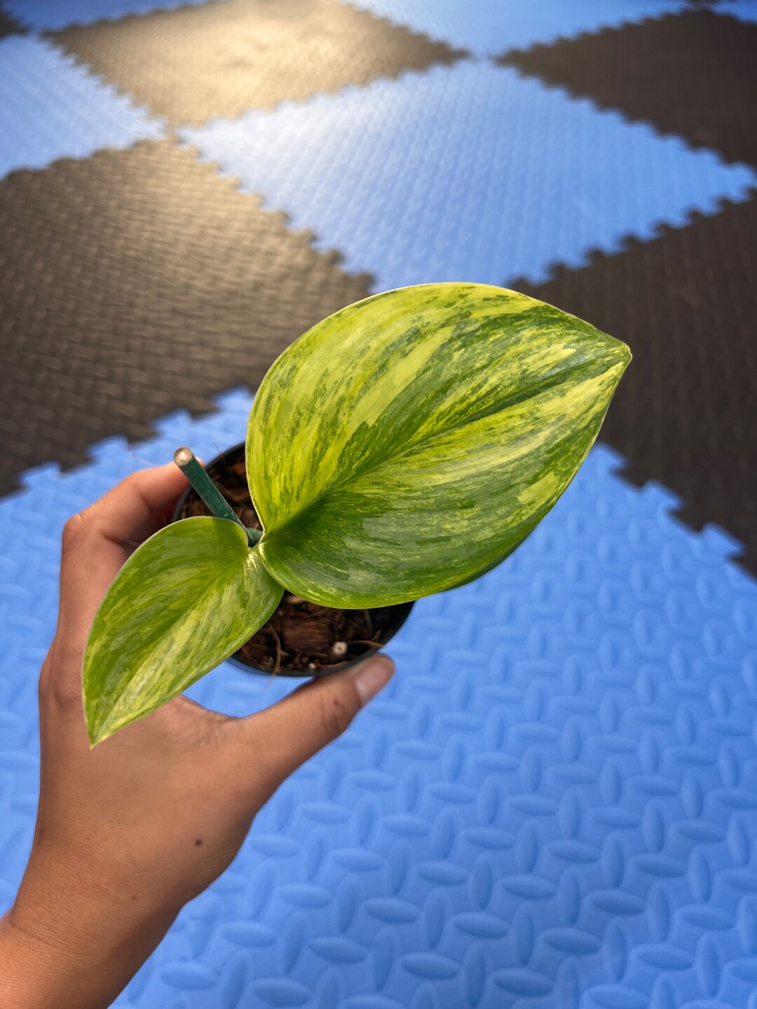 Scindapsus Rubicon Variegated Christina08garden - Etsy