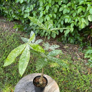 Variegated Money Tree A1 | on Sale | Christina’s Garden - Etsy