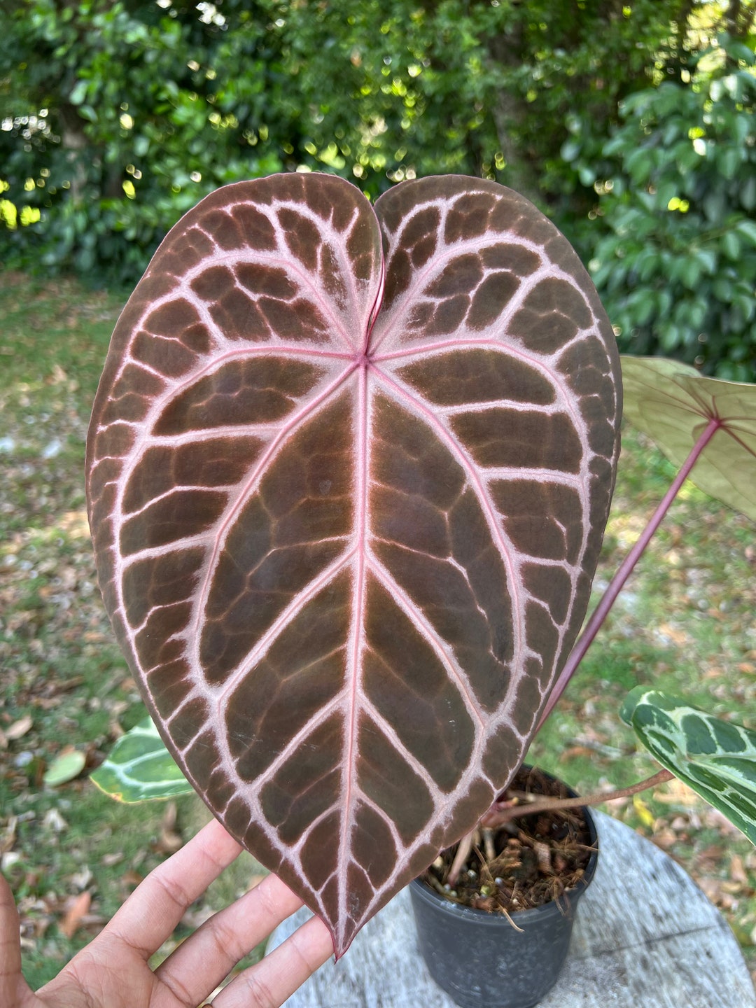 Anthurium Red Crystallinum X Zara With Doc Block Tag Ship: Monday ...