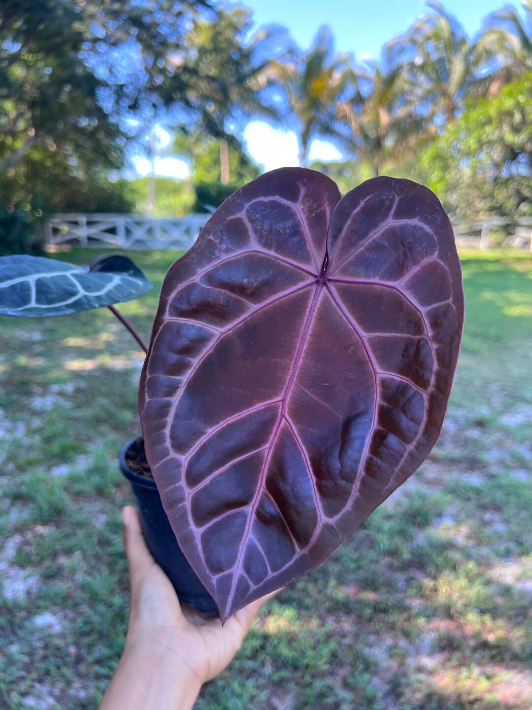Anthurium Red Crystallinum X Zara With Doc Block Tag Ship: Monday ...