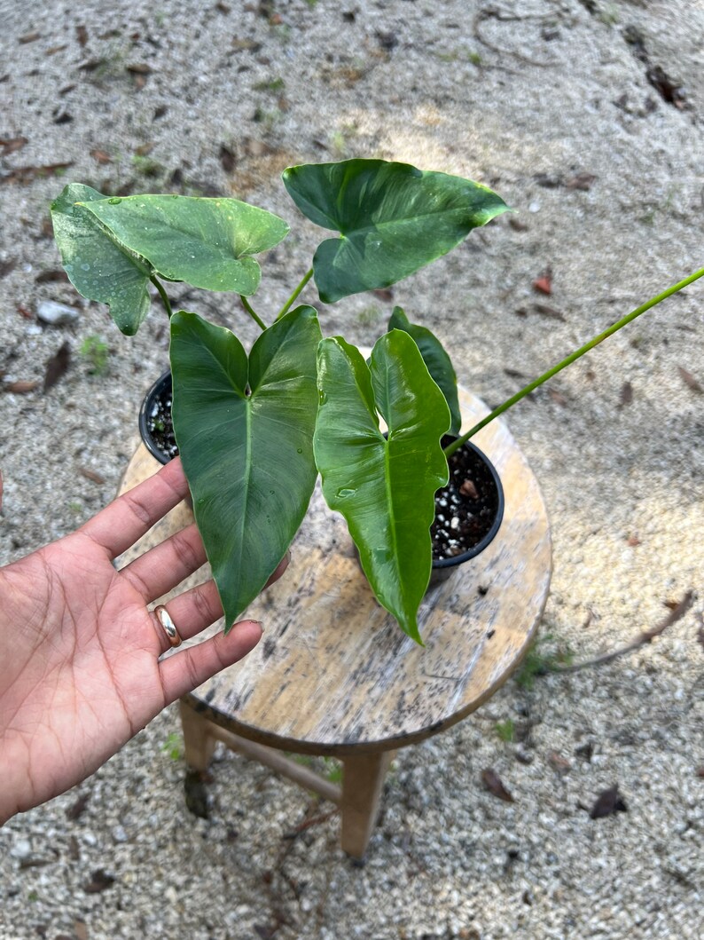 Philodendron Stenolobum Thaumatophyllum Stenolobum - Etsy