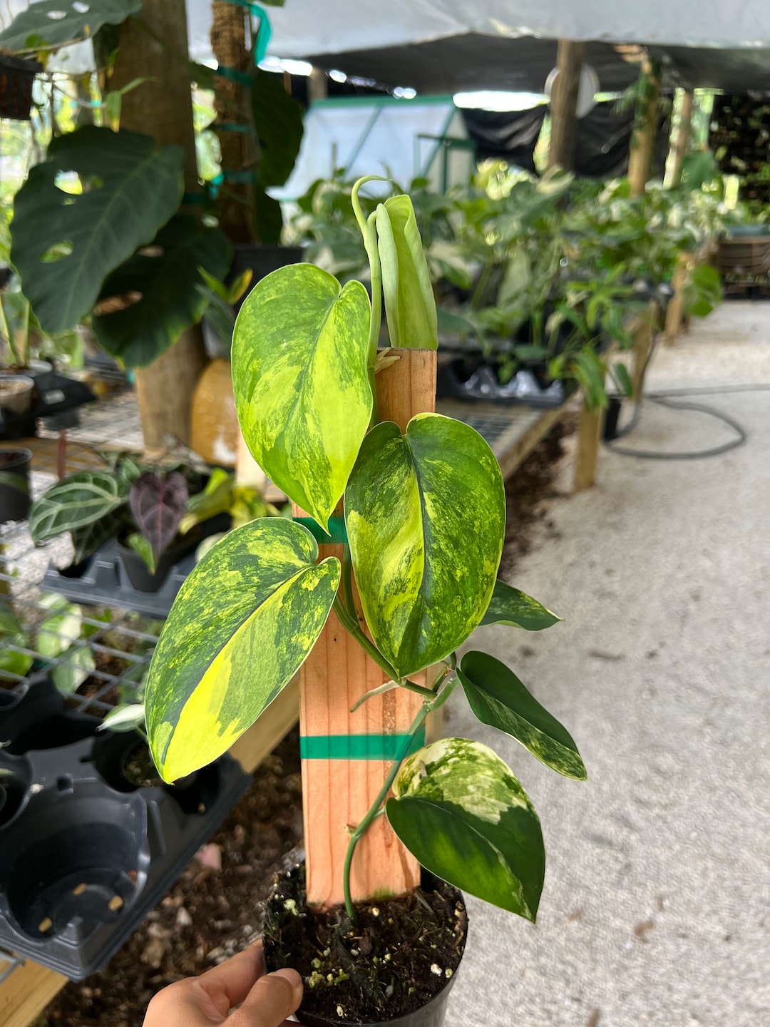 Scindapsus Jade Aurea Variegated Christina08garden - Etsy