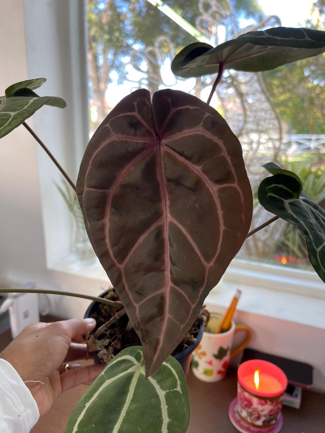 Anthurium Red Velvet Cake X Zara Ship: Monday & Tuesday No Tag - Etsy