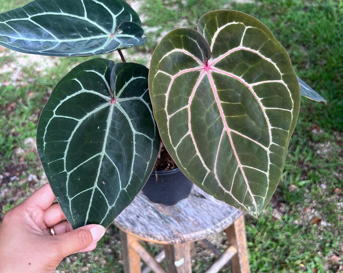 Anthurium Zara | Doc Block With Tag | Christina’s Garden | Docblock ...