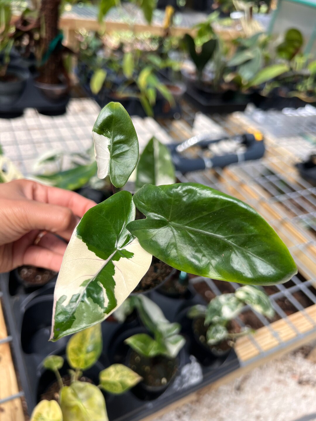 Alocasia Black Stem Variegated Ship: Monday & Tuesday - Etsy