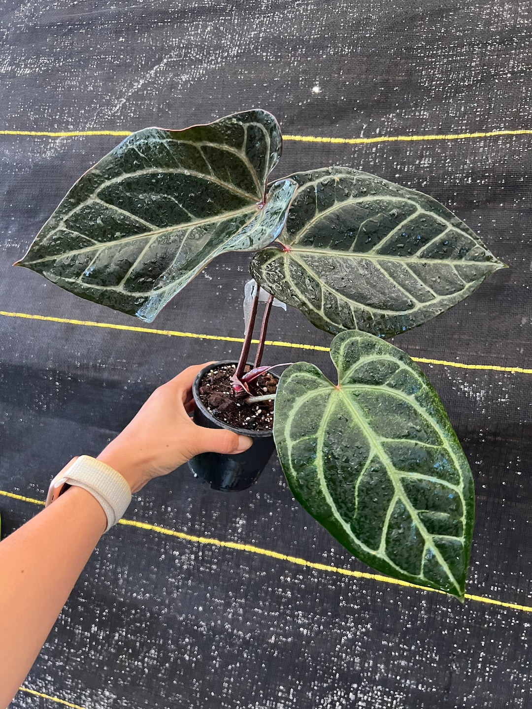 Anthurium Michelle on Sale Aroid Plants Christina08garden - Etsy