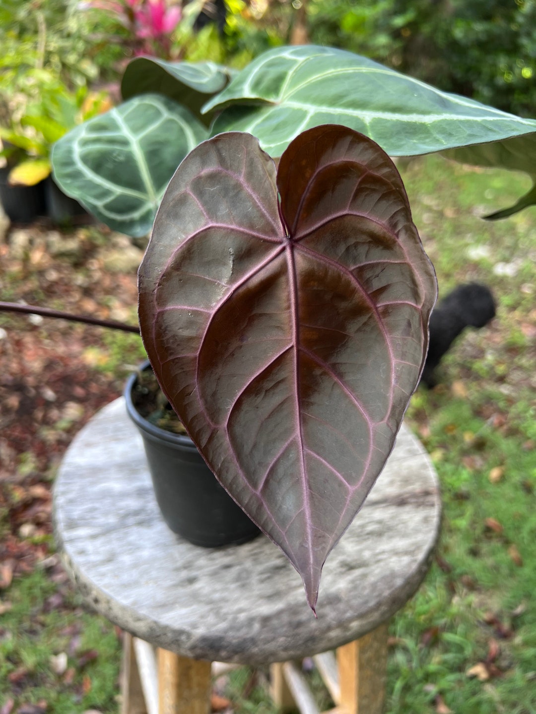 Anthurium Red Velvet Cake x Zara con etiqueta de autenticidad / Envío ...