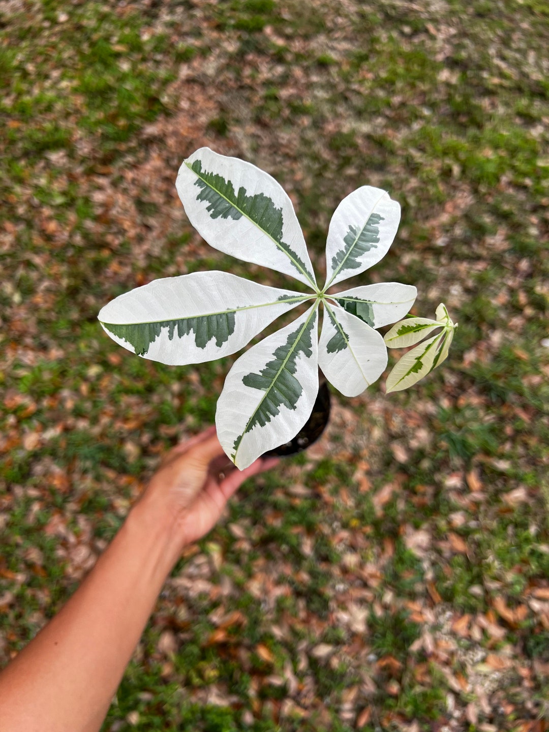 Variegated Money Tree Albo Variegated Pachira Aquatica Variegated / on ...