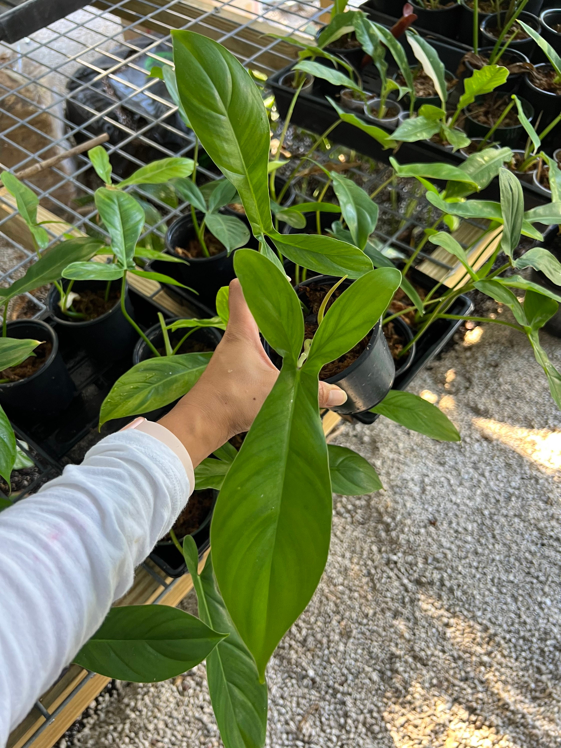 Philodendron 69686 U.S Seller Free Shipping From - Etsy