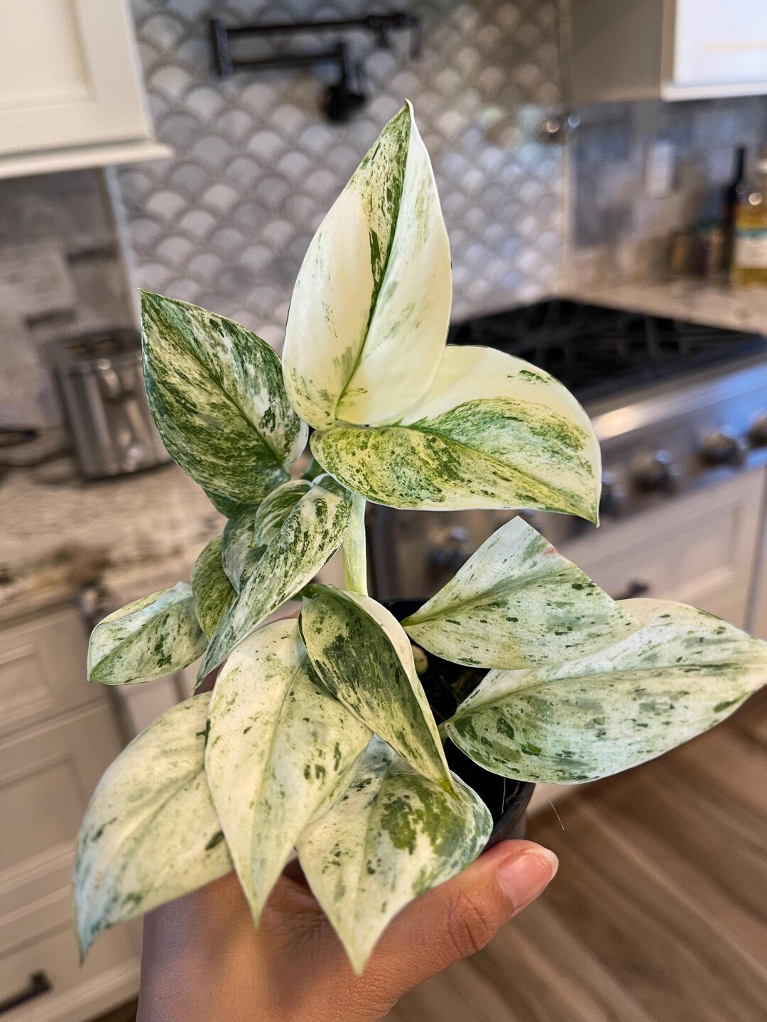 Scindapsus Treubii Moonlight Marble Variegated Live Plants Ship: Monday ...