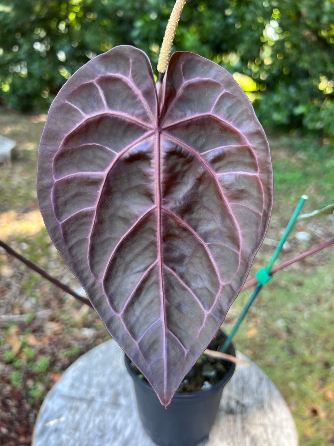 Anthurium Red Velvet Cake X Zara With Authenticity Tag Ship: Monday ...