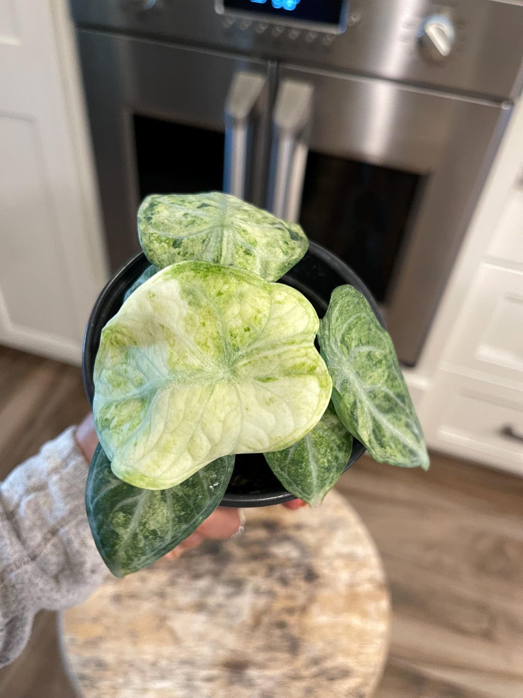 Alocasia Ninja Variegated Ship: Monday & Tuesday Heatpack and ...