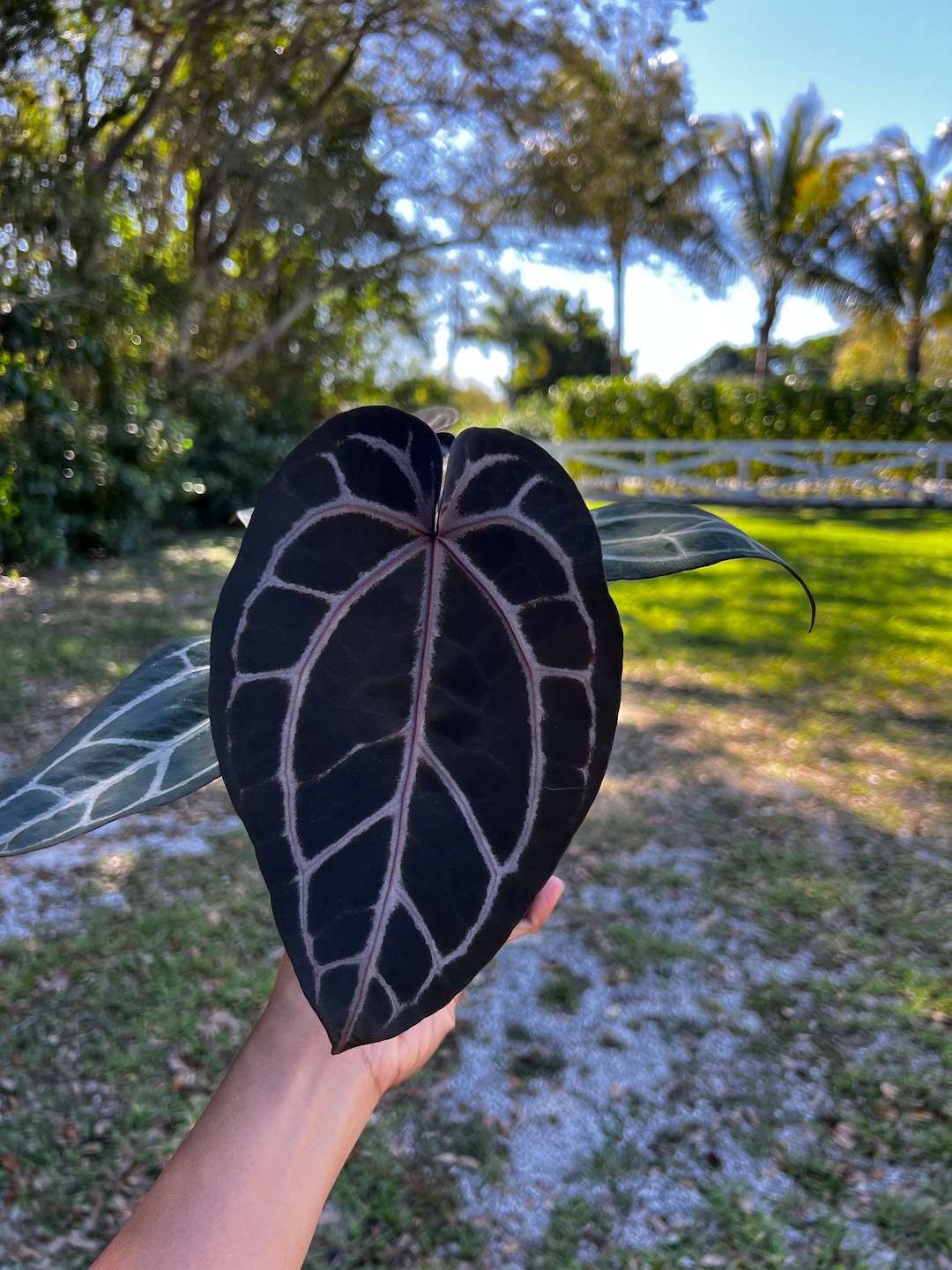 Large Anthurium Red Velvet Cake X Zara Doc Block With Authenticity Tag ...