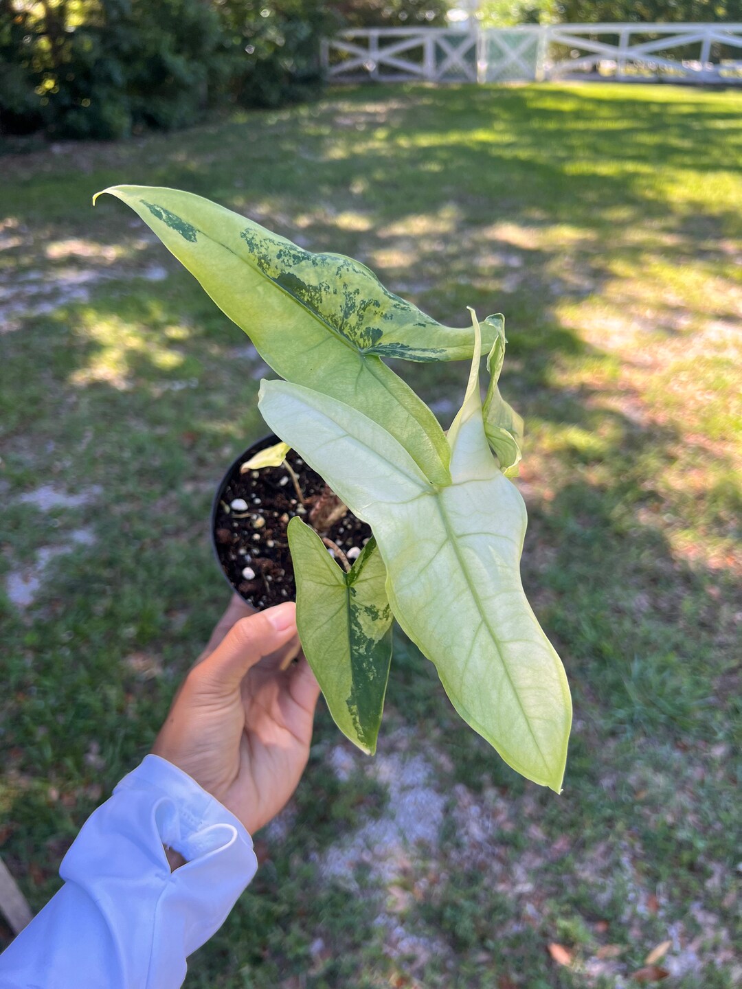 Alocasia Zebrina Reticulata Mint Ship Monday & Tuesday - Etsy