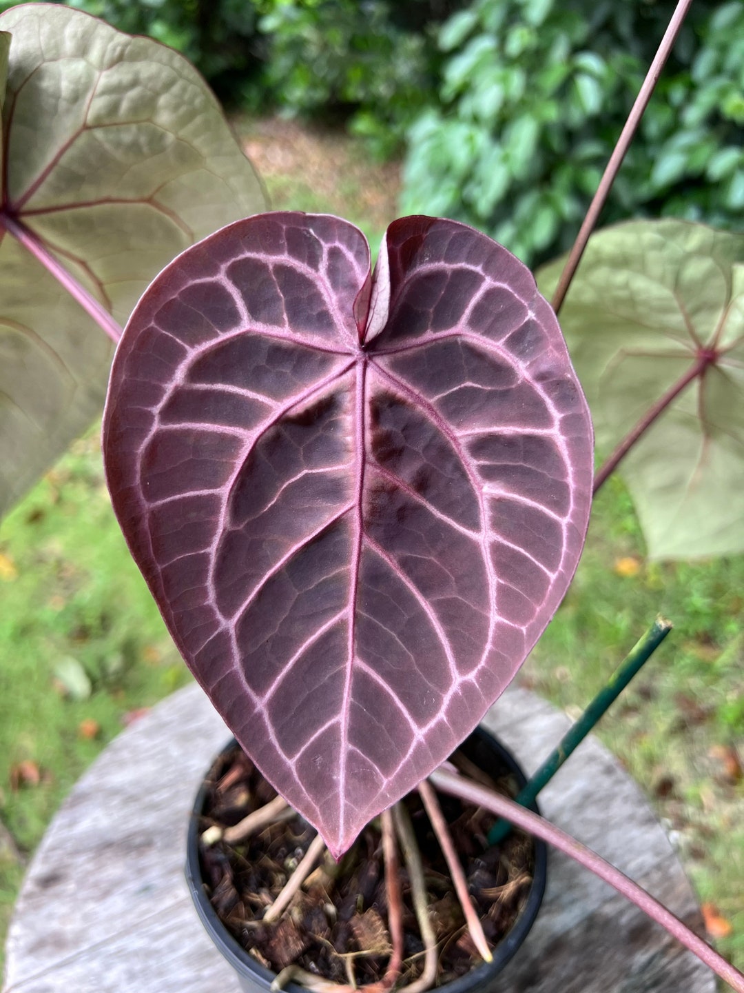 Anthurium Red Crystallinum X Zara With Doc Block Tag Ship: Monday ...