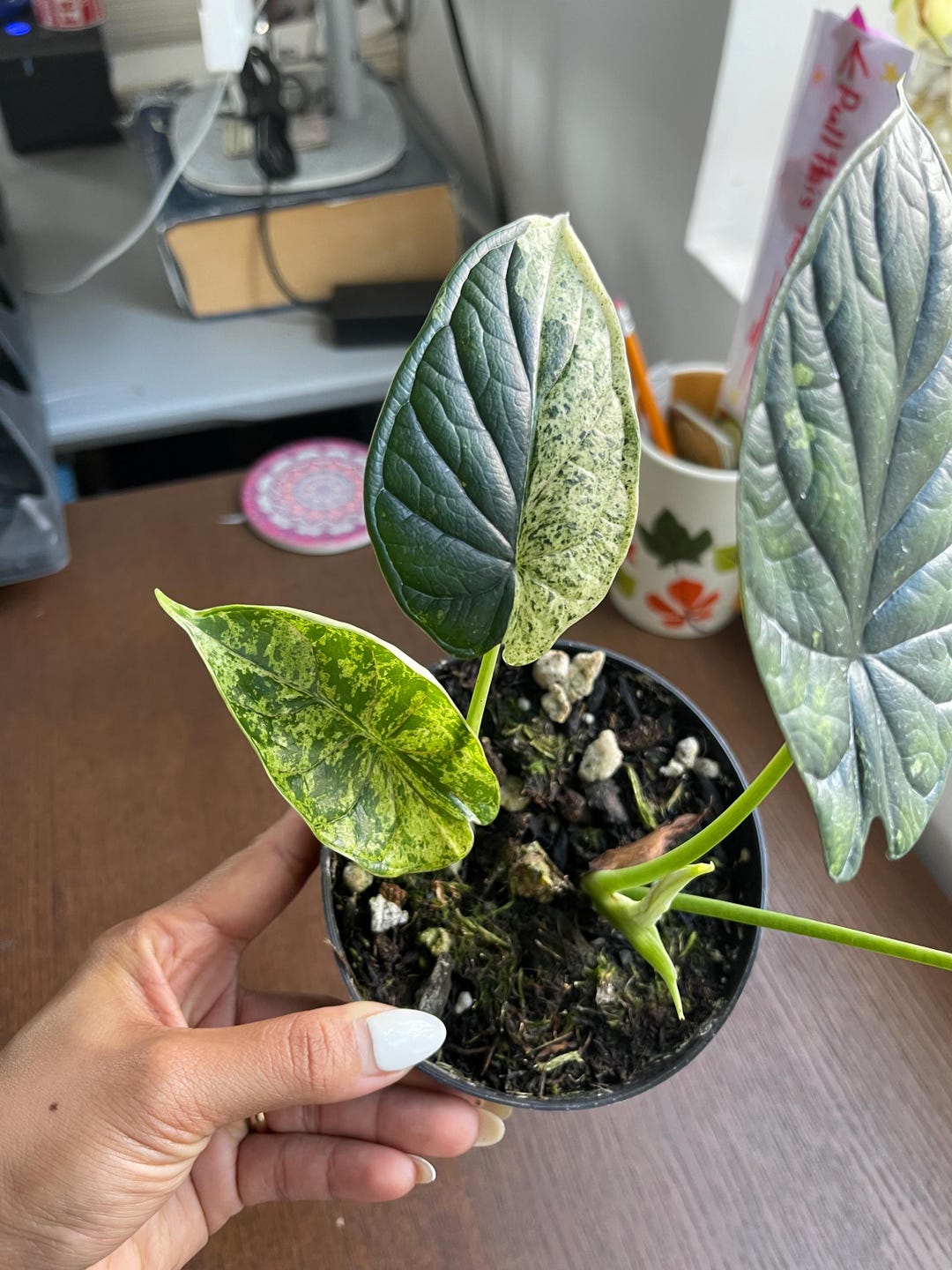 Alocasia Baginda Dragon Scale Mint Variegated | Christina08garden | on ...