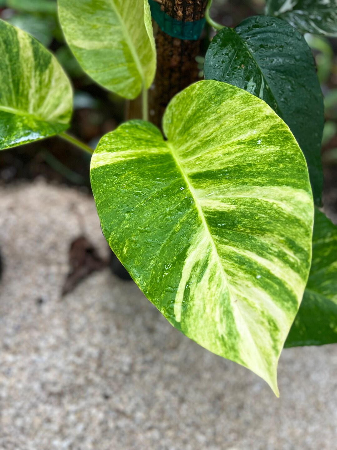 Large Epipremnum Pinnatum Aurea Large Pothos - Etsy