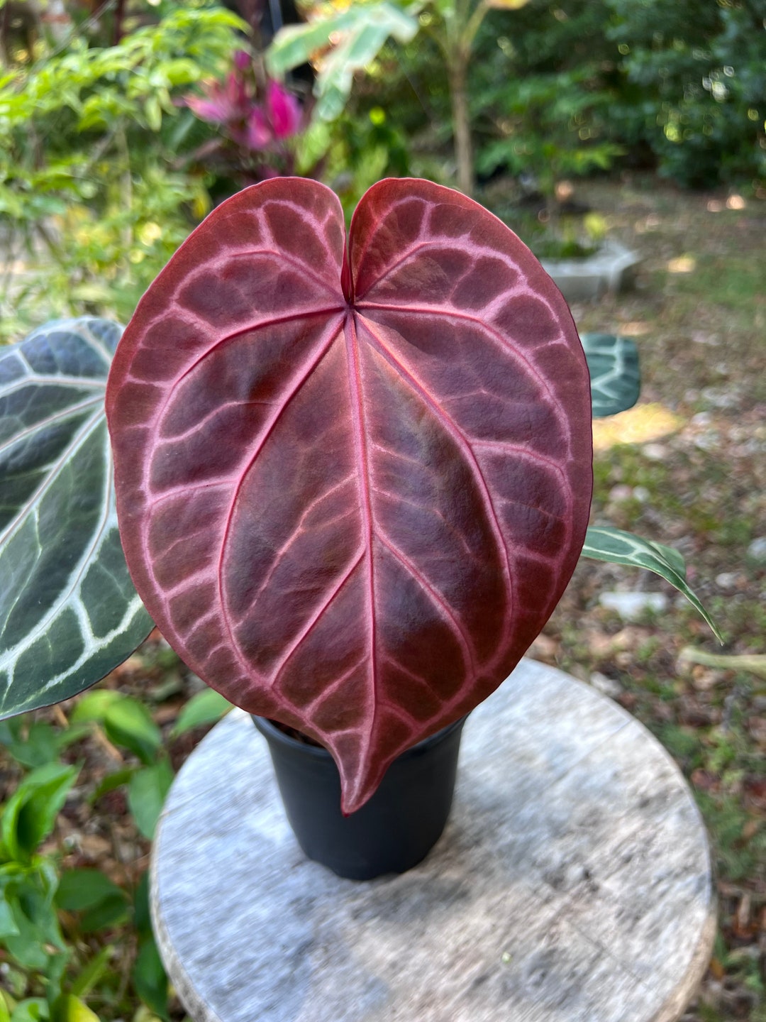 Large Anthurium Zara Docblock With Tag Christinas Garden Docblock Ship ...