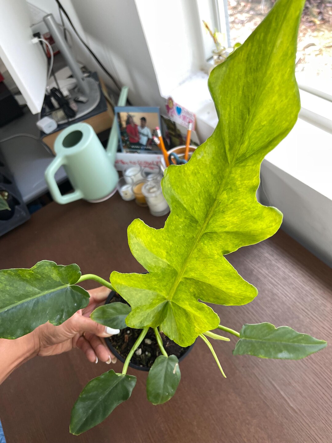 Philodendron Bob Cee Variegated / Christina08garden | U.S Seller | Ship ...