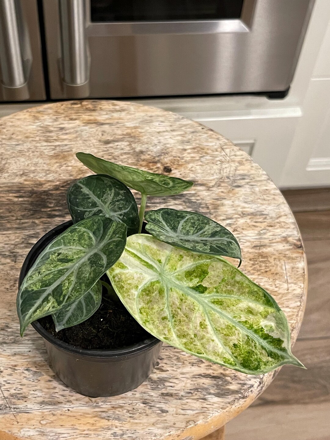 Alocasia Ninja Variegated Ship: Monday & Tuesday - Etsy