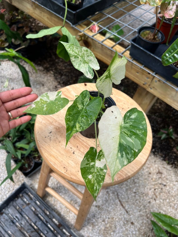 Alocasia Gageana Mint / Free Shipping / Growers Choice - Etsy