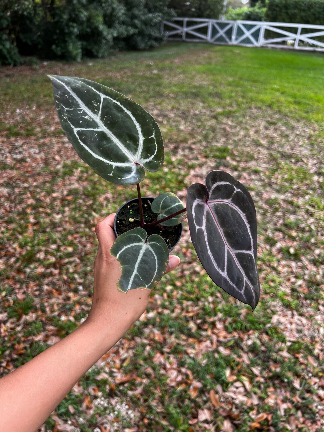 Anthurium Red Velvet Cake X Zara With Authenticity Tag Ship: Monday ...