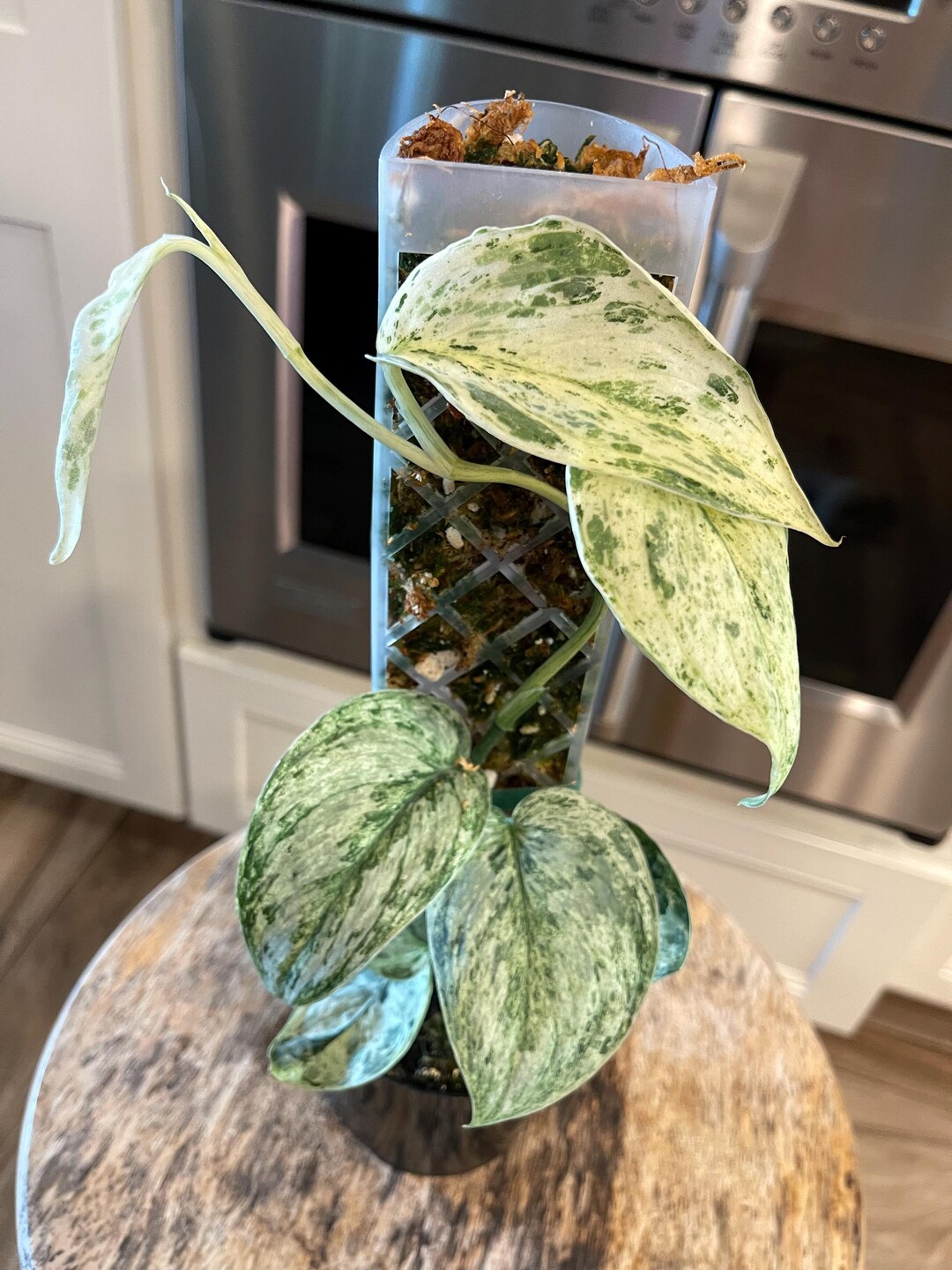 Scindapsus Peasun Variegated Live Plants Ship: Monday & Tuesday - Etsy