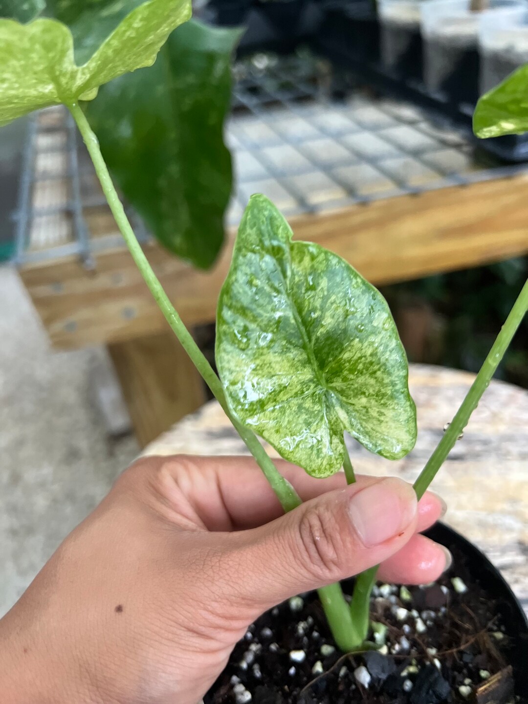 Alocasia Gageana Mint / Free Shipping Christina08garden on - Etsy