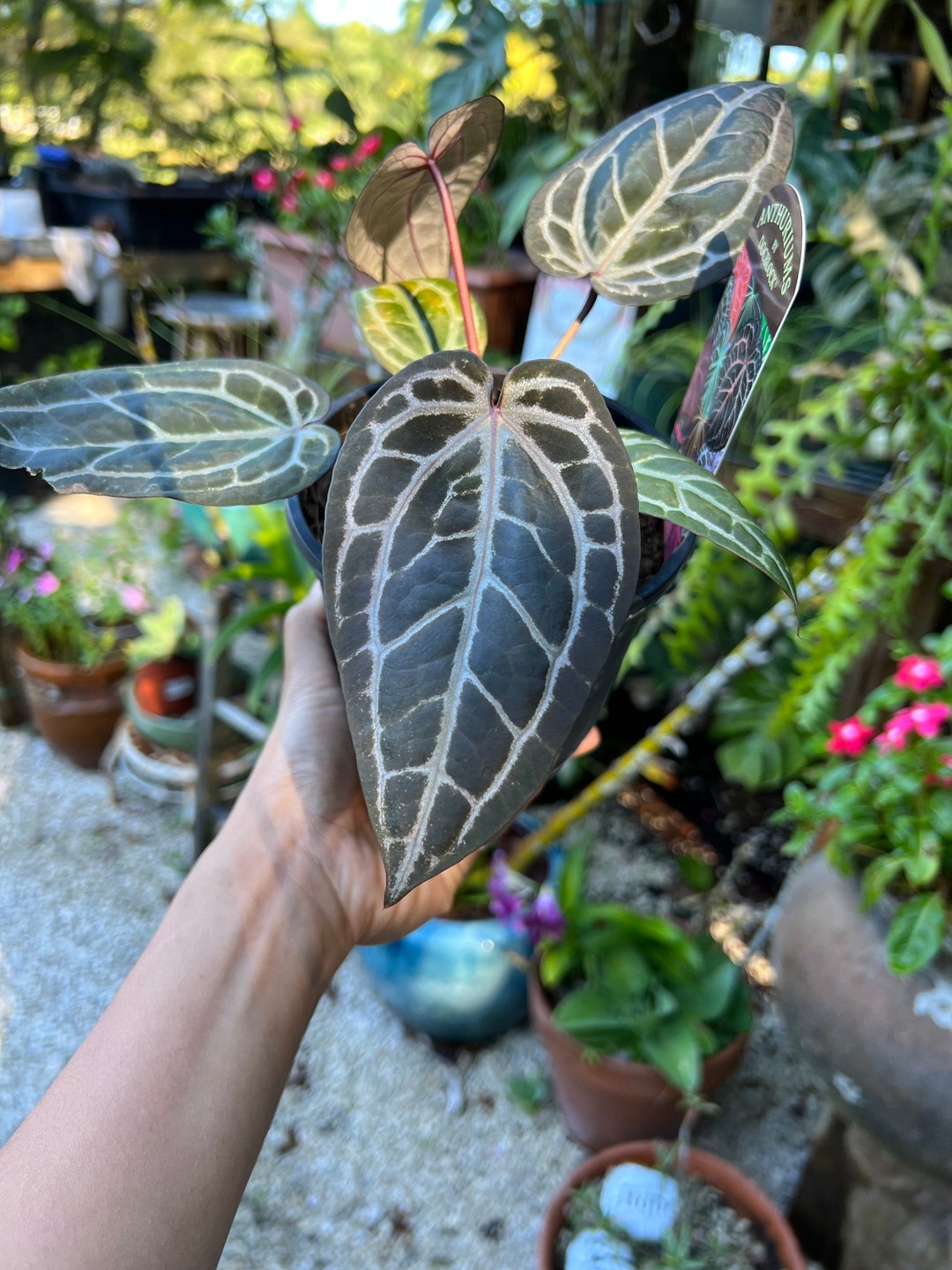 Anthurium Tortoise Shell Grey 34 X Tortoise Shell Brown 36 - Etsy