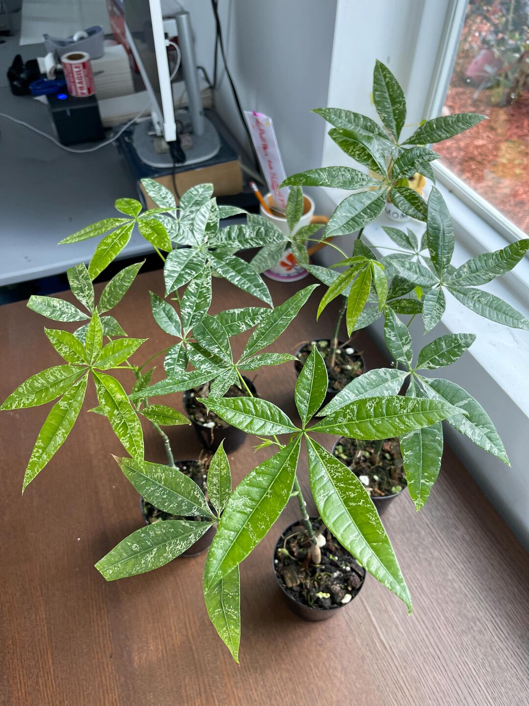 Pachira Glabra Milky Way Non Grafted Variegated Money Tree | on Sale ...