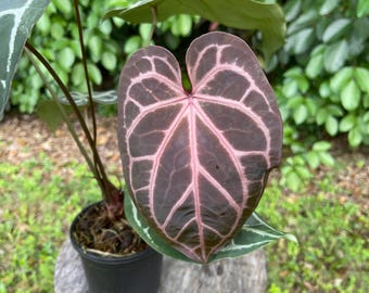 Anthurium Red Crystallinum X Zara With Doc Block Tag Ship: Monday ...
