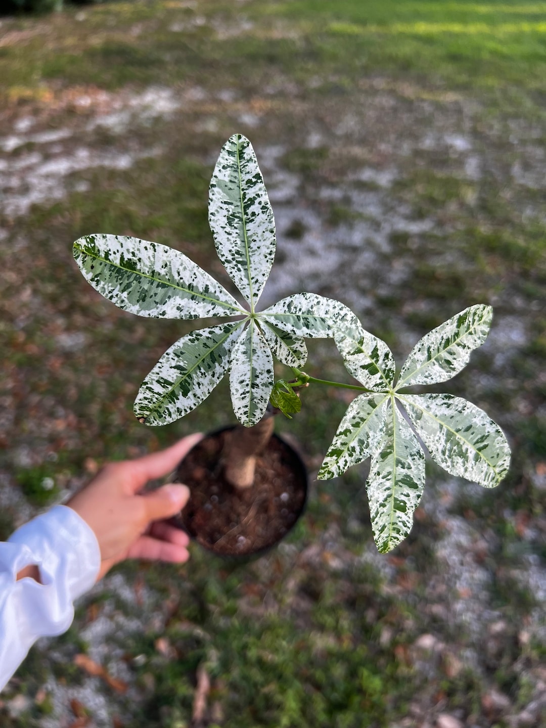 Variegated Money Tree Batik Variegated on Sale Christinas Garden Ship ...