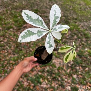 Variegated Money Tree Albo Variegated Pachira Aquatica Variegated / on ...