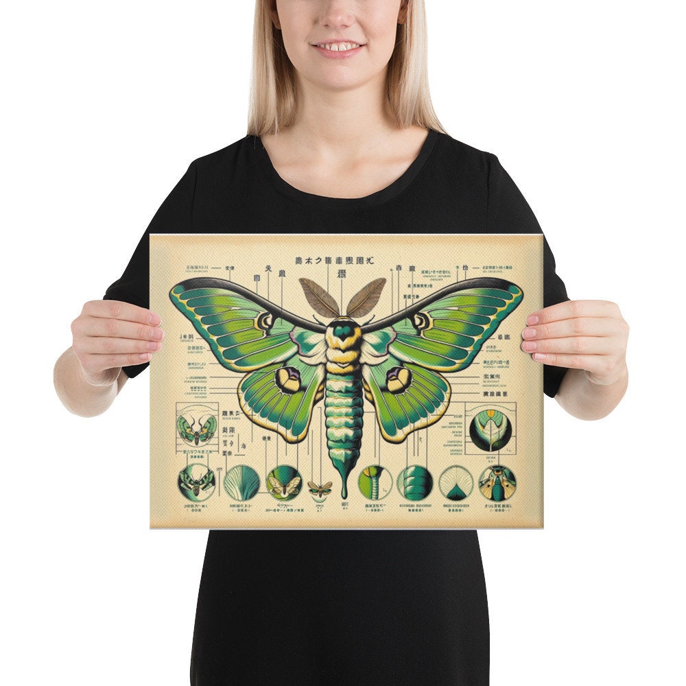 Luna Moth Anatomy Chart on Canvas - Etsy