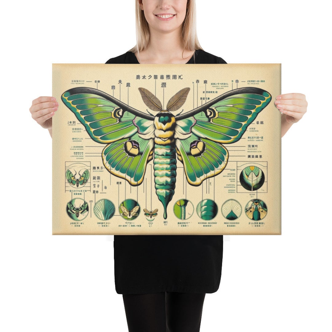 Luna Moth Anatomy Chart on Canvas - Etsy