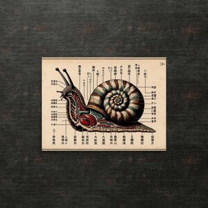 Japanese Snail Anatomy Poster - Etsy