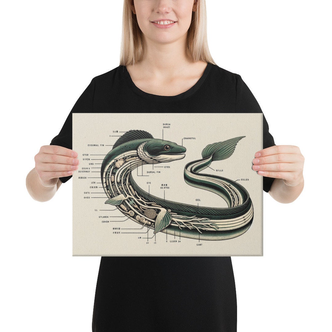 Japanese Style Eel Anatomy Chart - Etsy