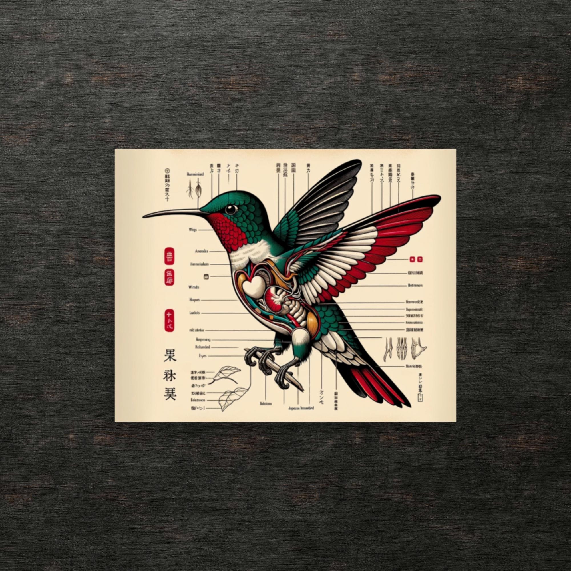 Japanese Hummingbird Anatomy Poster - Etsy