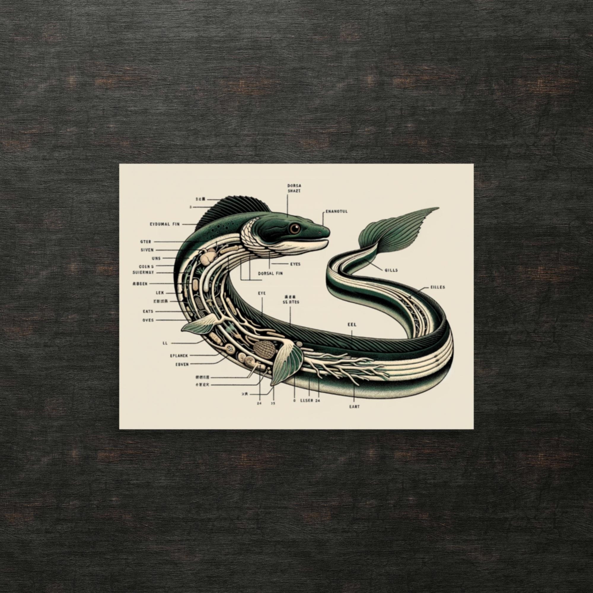 Traditional Japanese Eel Anatomy Chart Poster - Etsy