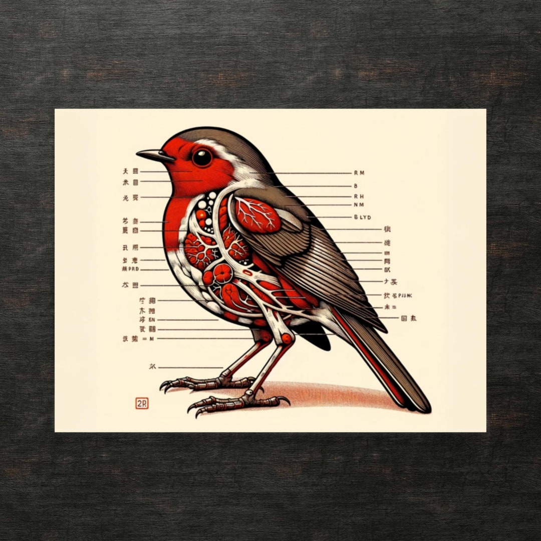 Traditional Japanese Robin Anatomy Chart Poster - Etsy