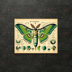 Japanese Luna Moth Diagram Poster - Etsy UK