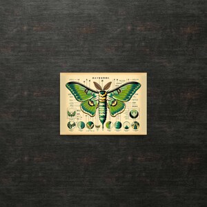 Japanese Luna Moth Diagram Poster - Etsy UK