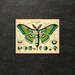 Japanese Luna Moth Diagram Poster - Etsy UK