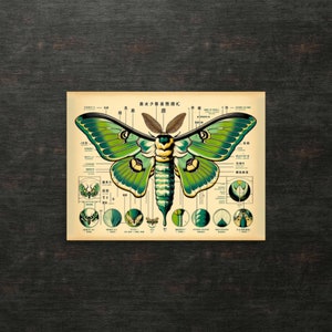 Japanese Luna Moth Diagram Poster - Etsy