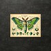 Japanese Luna Moth Diagram Poster - Etsy UK